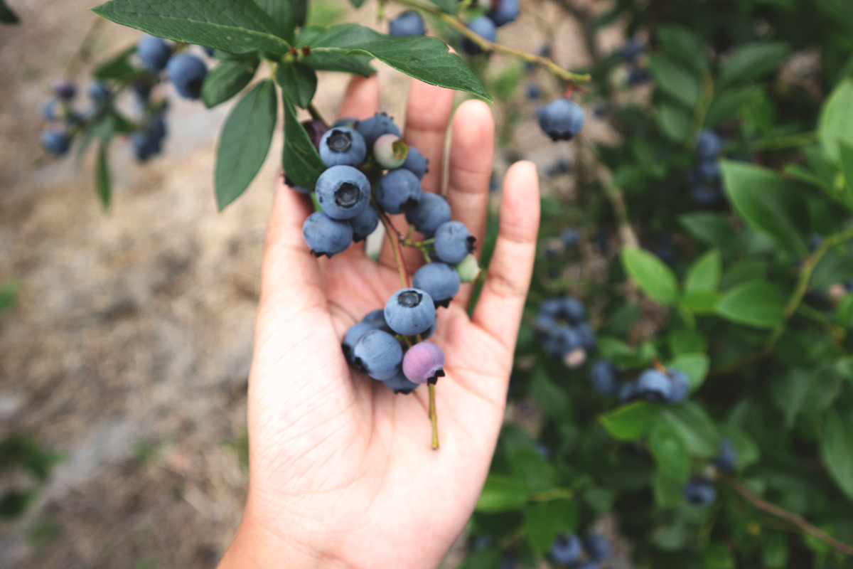 10 THINGS TO DO IN CHIBA, JAPAN | เที่ยวจังหวัดชิบะ ประเทศญี่ปุ่น ...